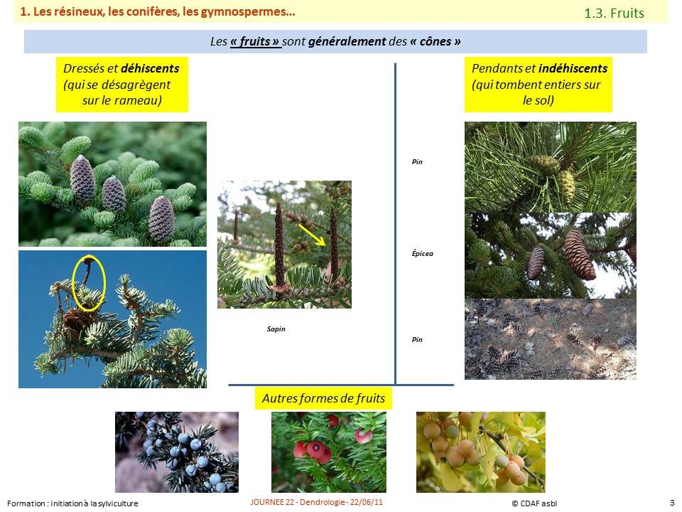 Sylviculture-Ecologie: Les gymnospermes, des arbres qui défient le temps
