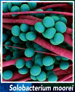 Temas Importantes: BACTERIAS EN EL CUERPO HUMANO