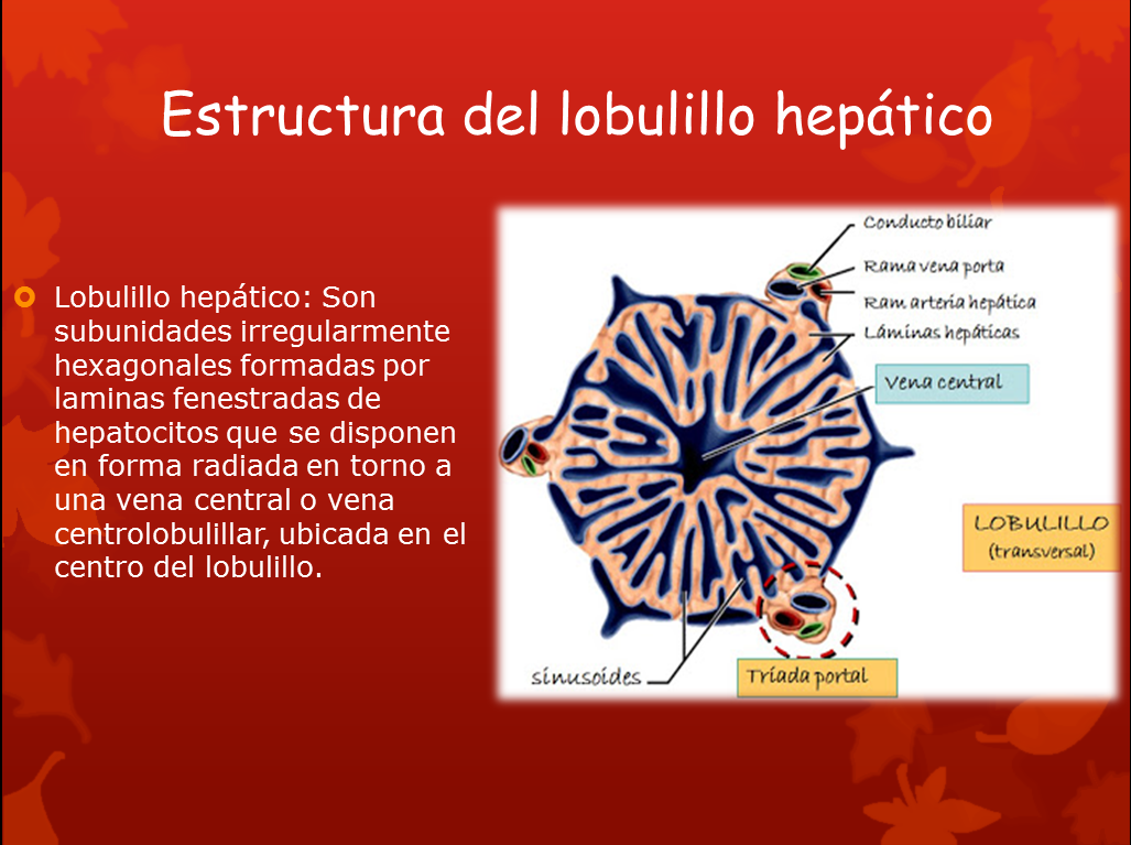 Fisiologia Medica : Estructura Del Lobulillo Hepatico