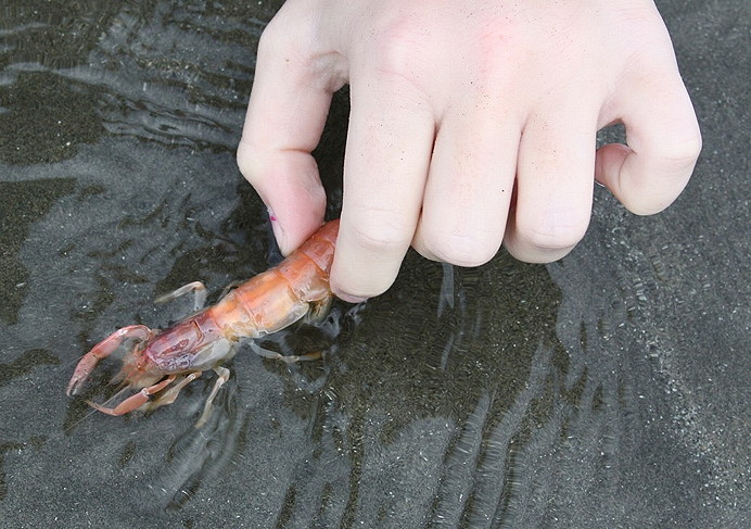 Rusty Ring: WW: Ghost shrimp