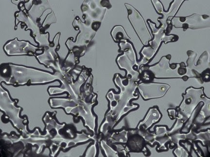 The Agatelady: Adventures and Events: Microscopic Images of Snow