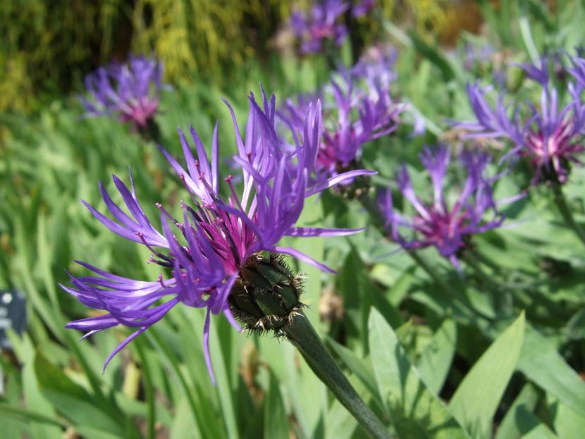 Future Plants by Randy Stewart: Centaurea