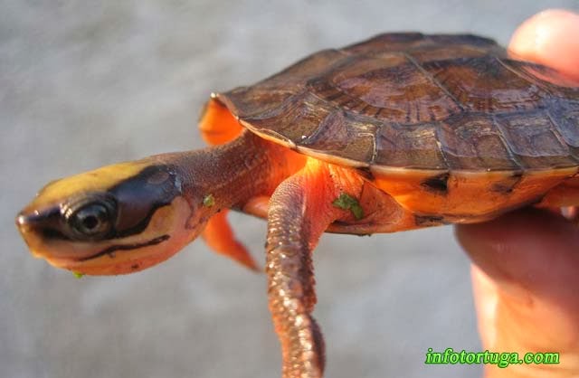 cuora - JungleKey.fr Image