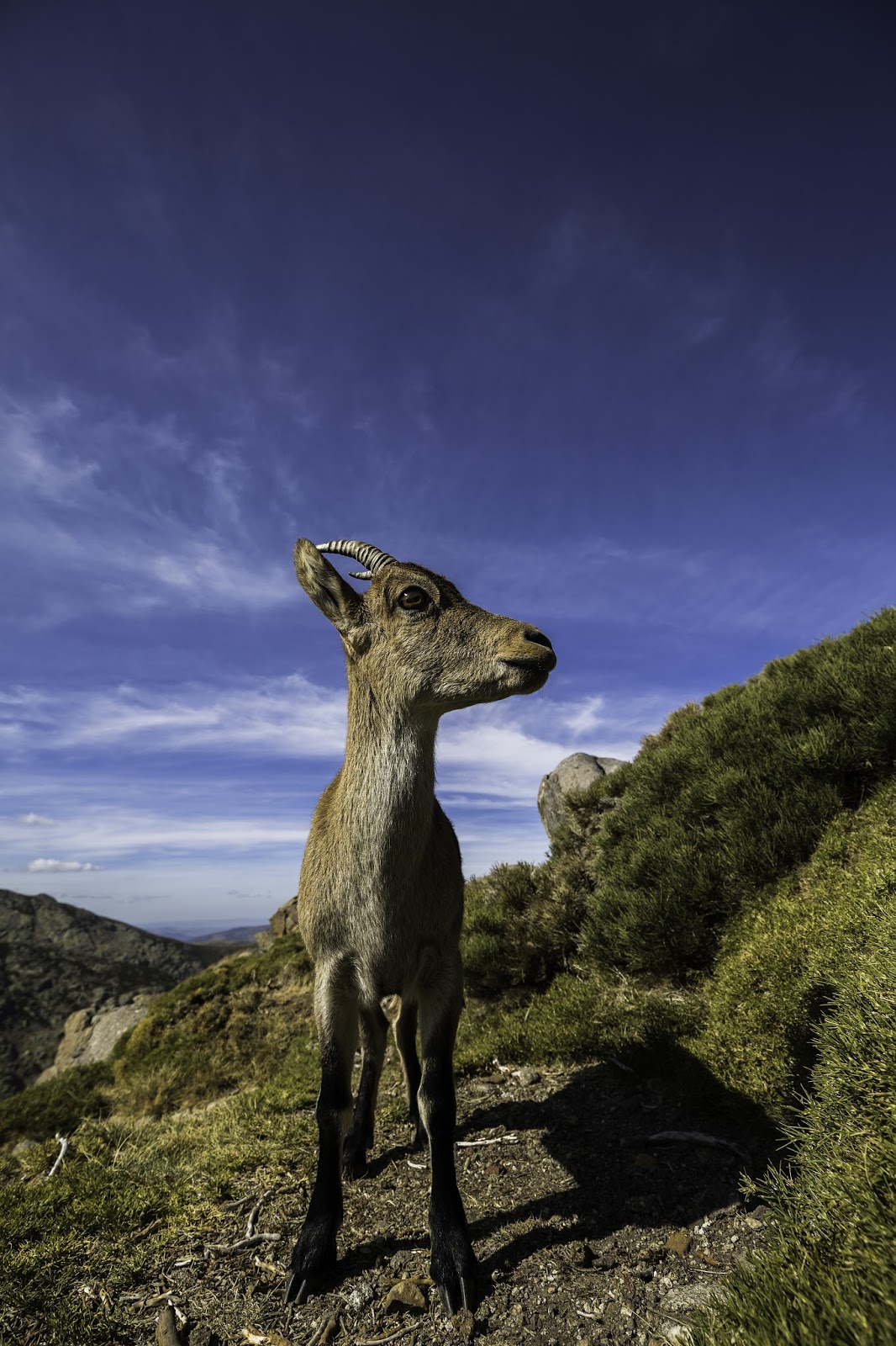 javier donoso lozano : CABRA MONTESA O IBICE IBERICO (CAPRA PYRENAICA)