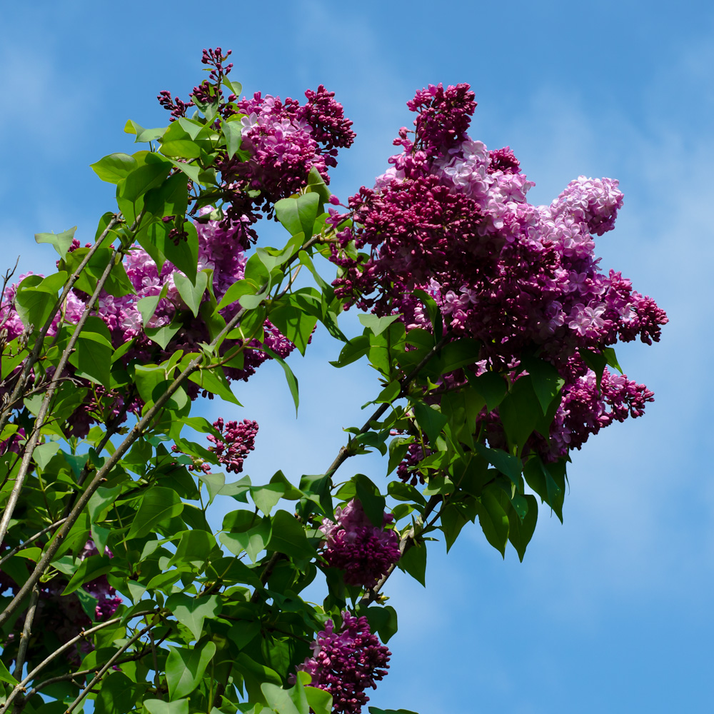 fstopal: Mother's Day - Lilac Sunday at Arnold Arboretum
