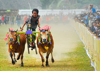 Festival Budaya Karapan Sapi khas Madura