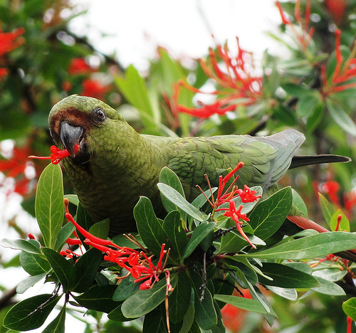 Diary of a Mad Pet Enthusiast: Species of the Day: Austral Conure