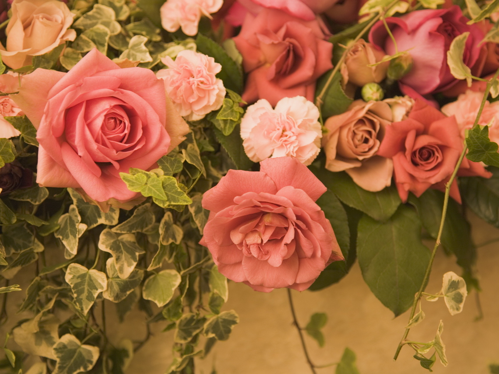 Fotografías de rosas color salmón