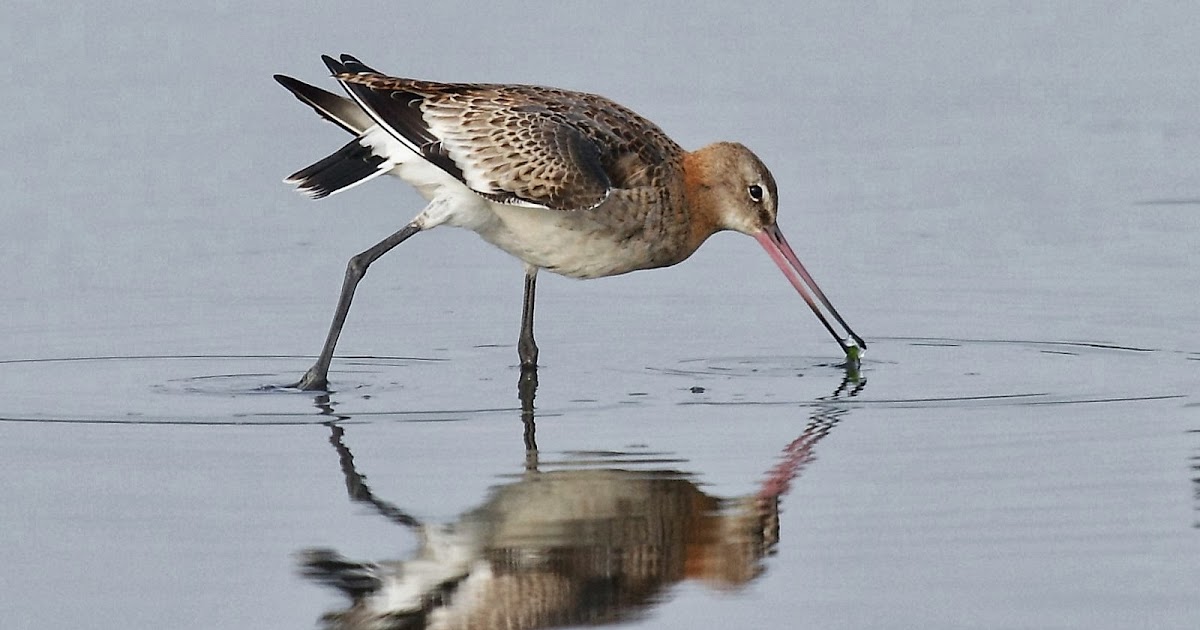 Raw Birds: BLACK TAILED GODWIT (Limosa limosa ssp. islandica) at the ...