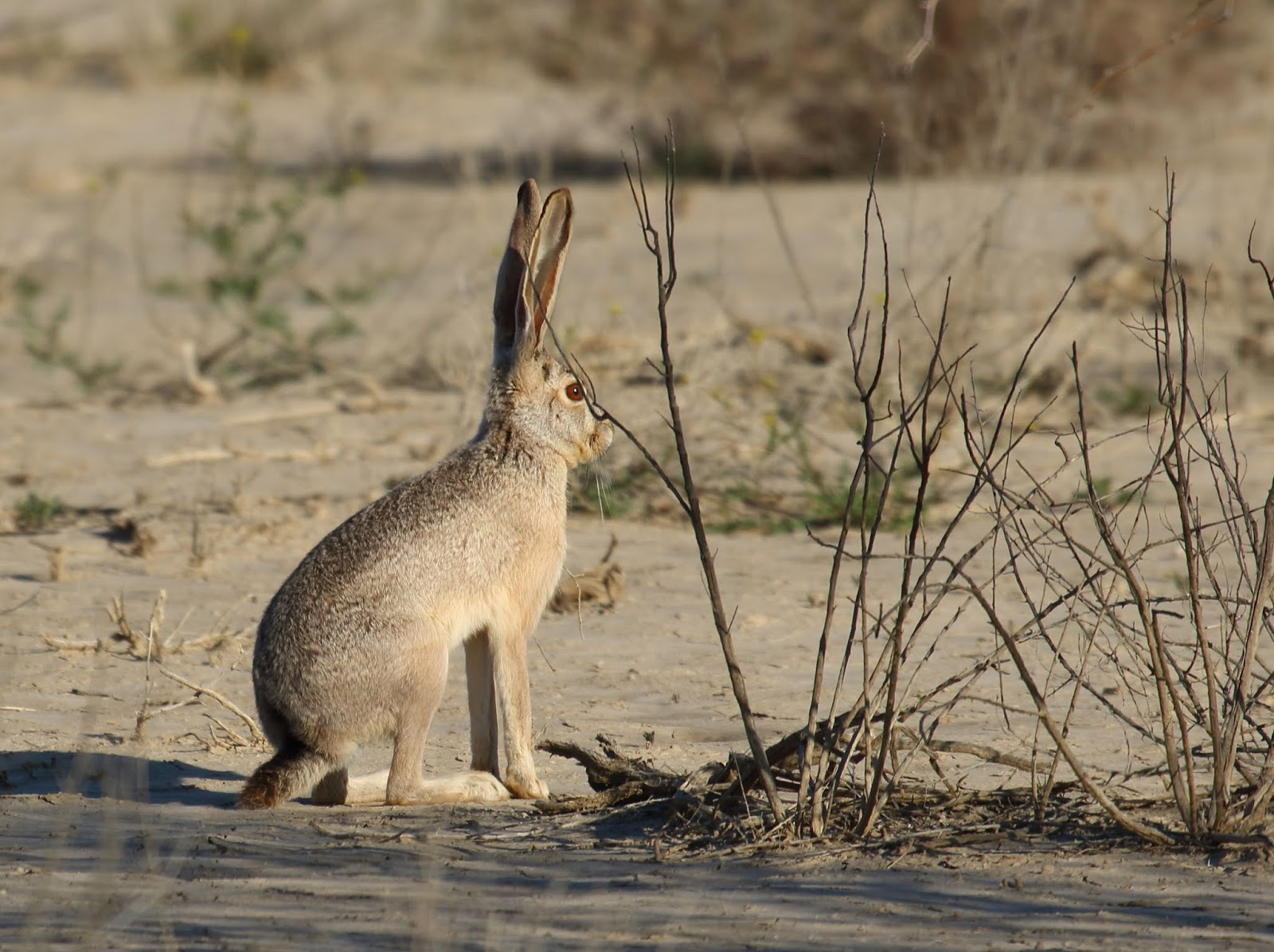 Jackrabbit in Borrego Springs - Greg in San Diego