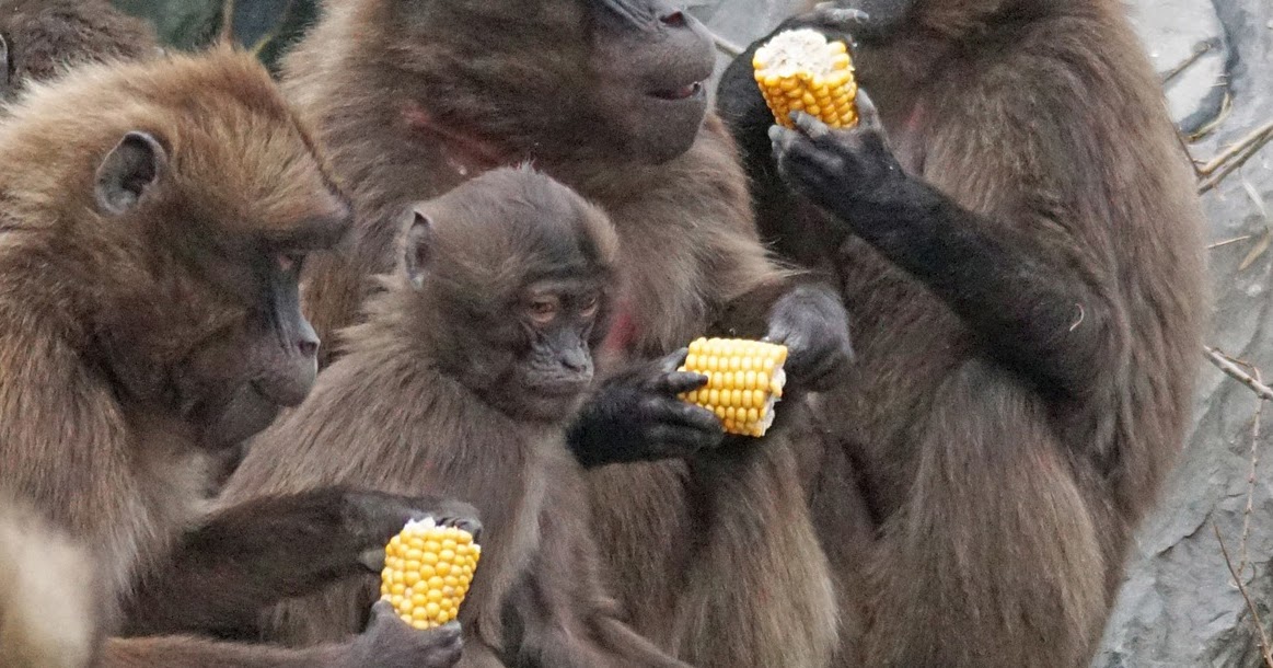 For Better - Or What?: Chow Time