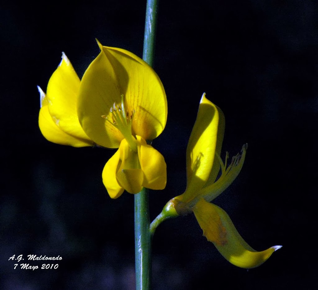 BIODIVERSIDAD COSTA GRANADINA Y...: Escobon, retama de escobas, retama ...
