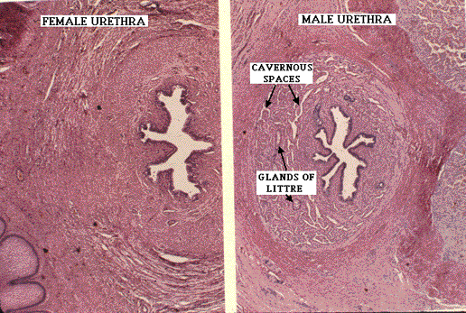 The Female Urethra Histology