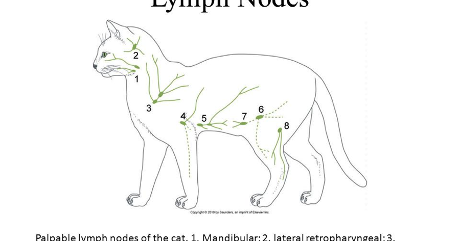 The Lymph Nodes - What Are They, and What Do They Do? - animal world
