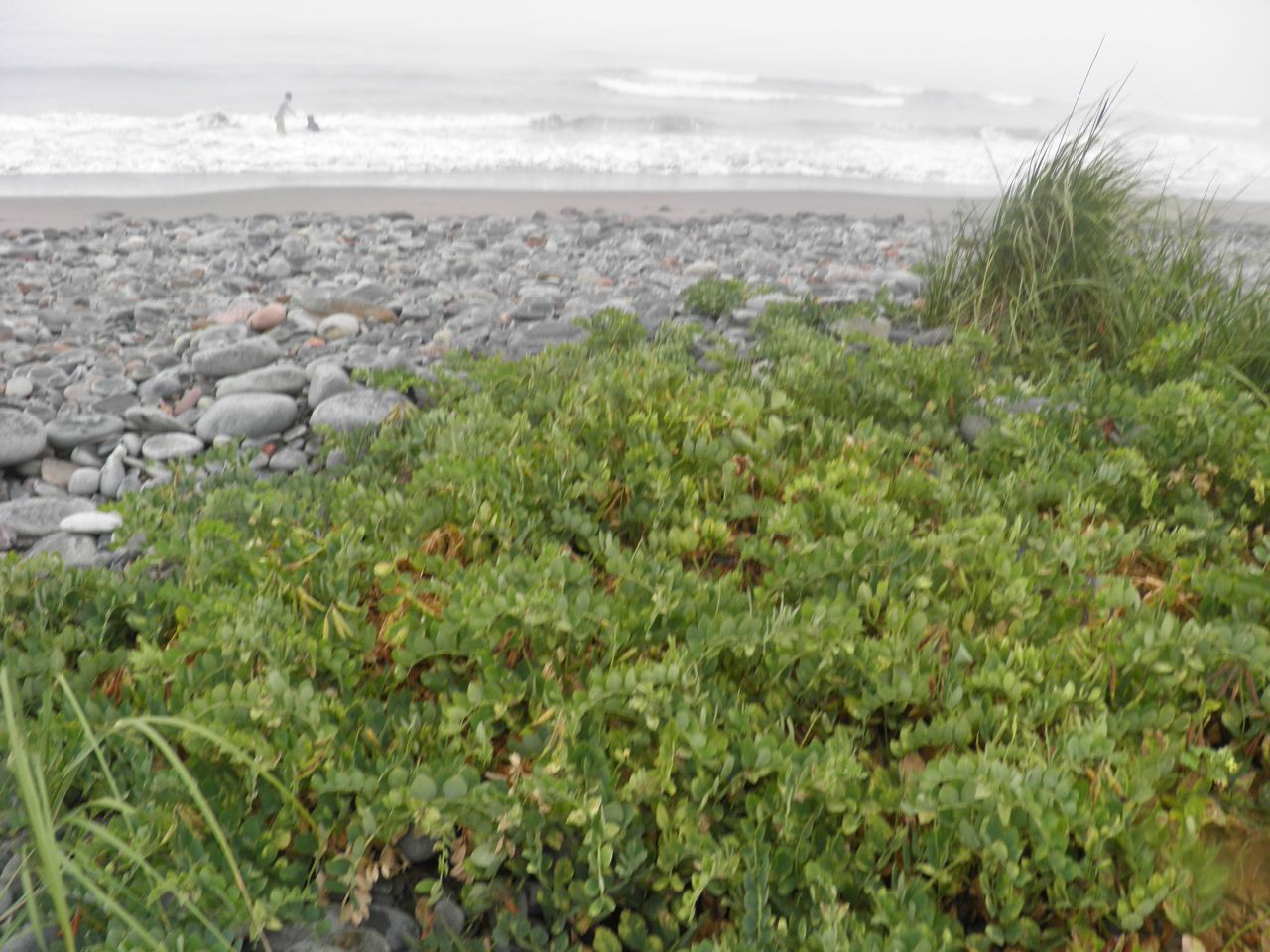 Devoid Of Culture And Indifferent To The Arts: Foraging: Beach Peas ...