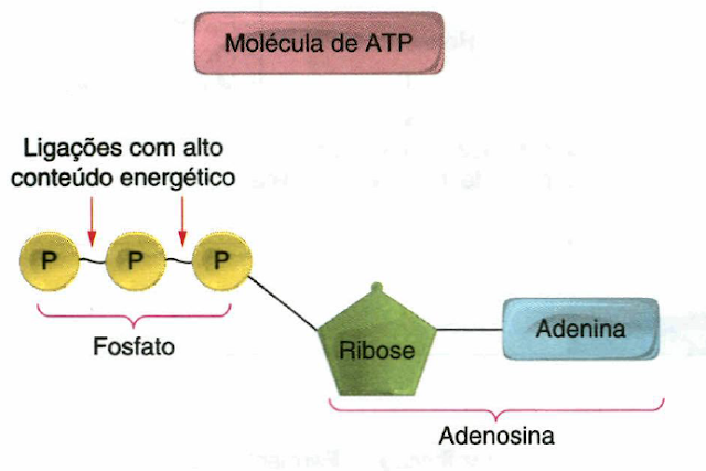 Molécula de ATP