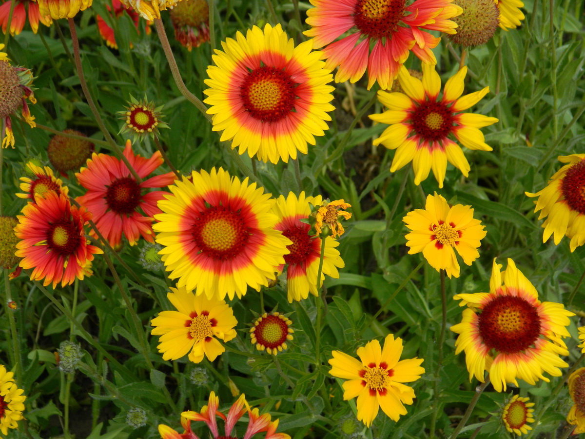 LA MULTI ANI, ROMANIA!: Grupuri de flori colorate