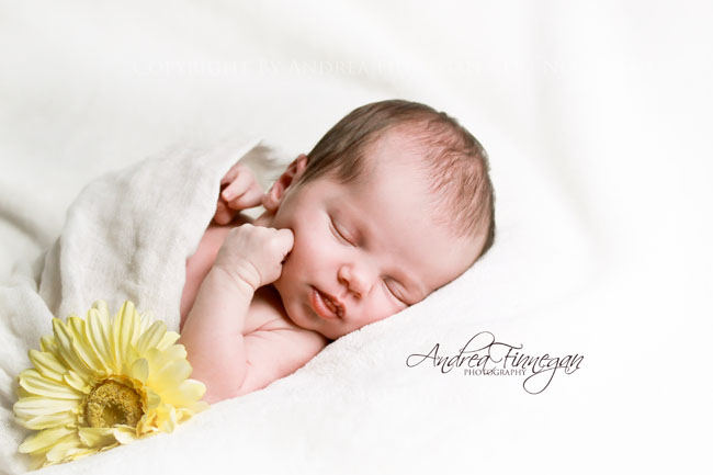 Andrea Finnegan Photography: Welcome Newborn D!