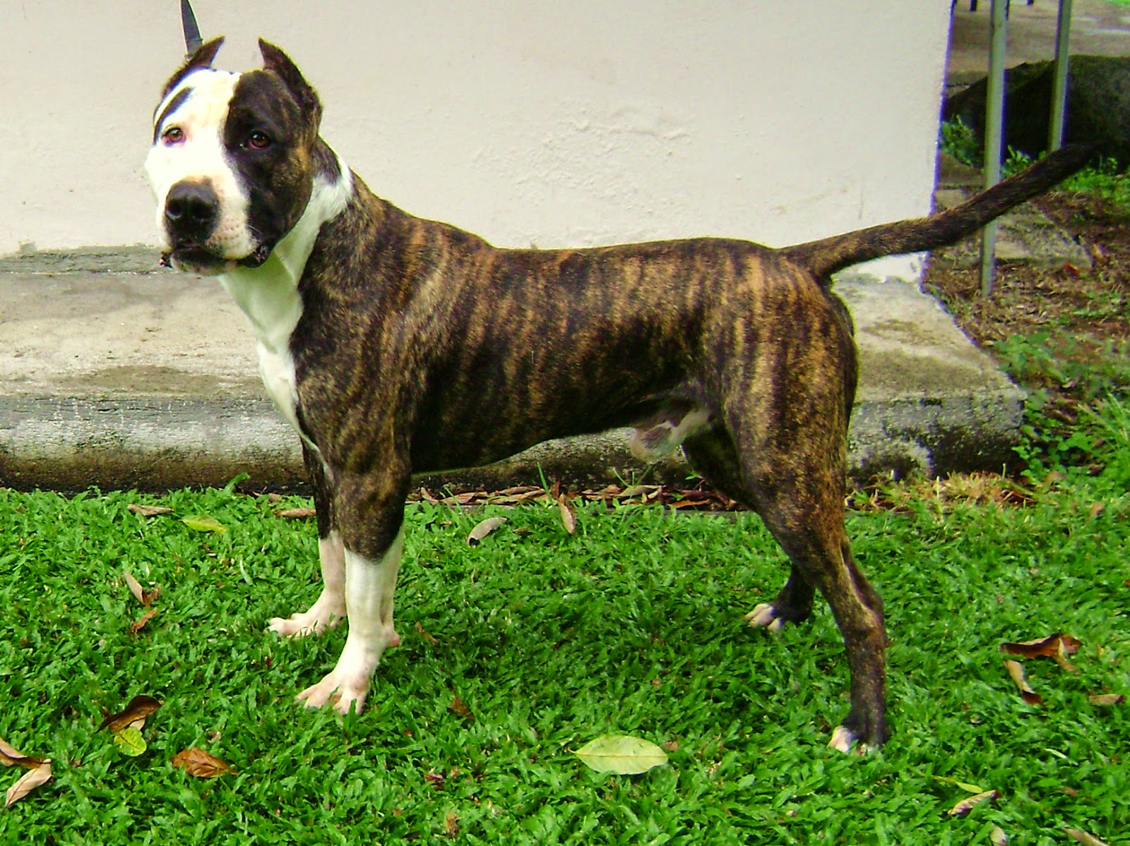 las razas de pitbuls: American stanford terrier