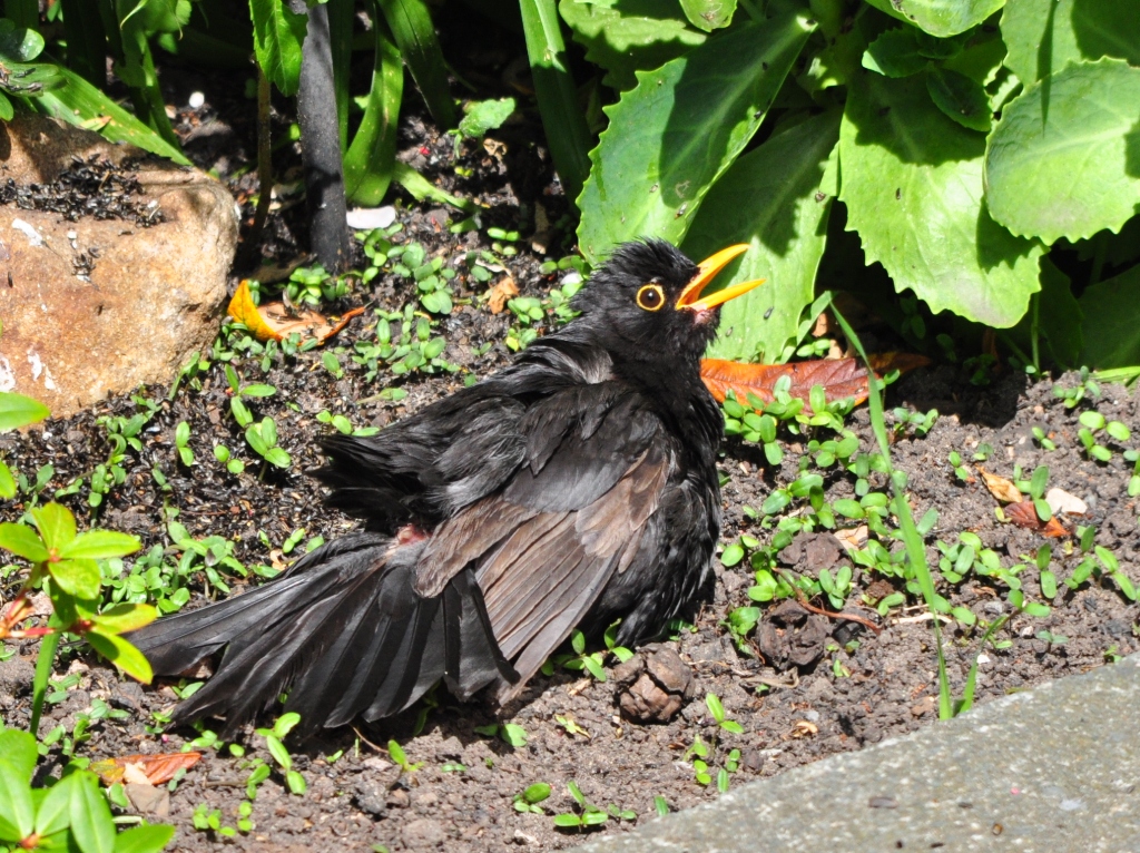 Two in a bush: Sunbathing Blackbirds