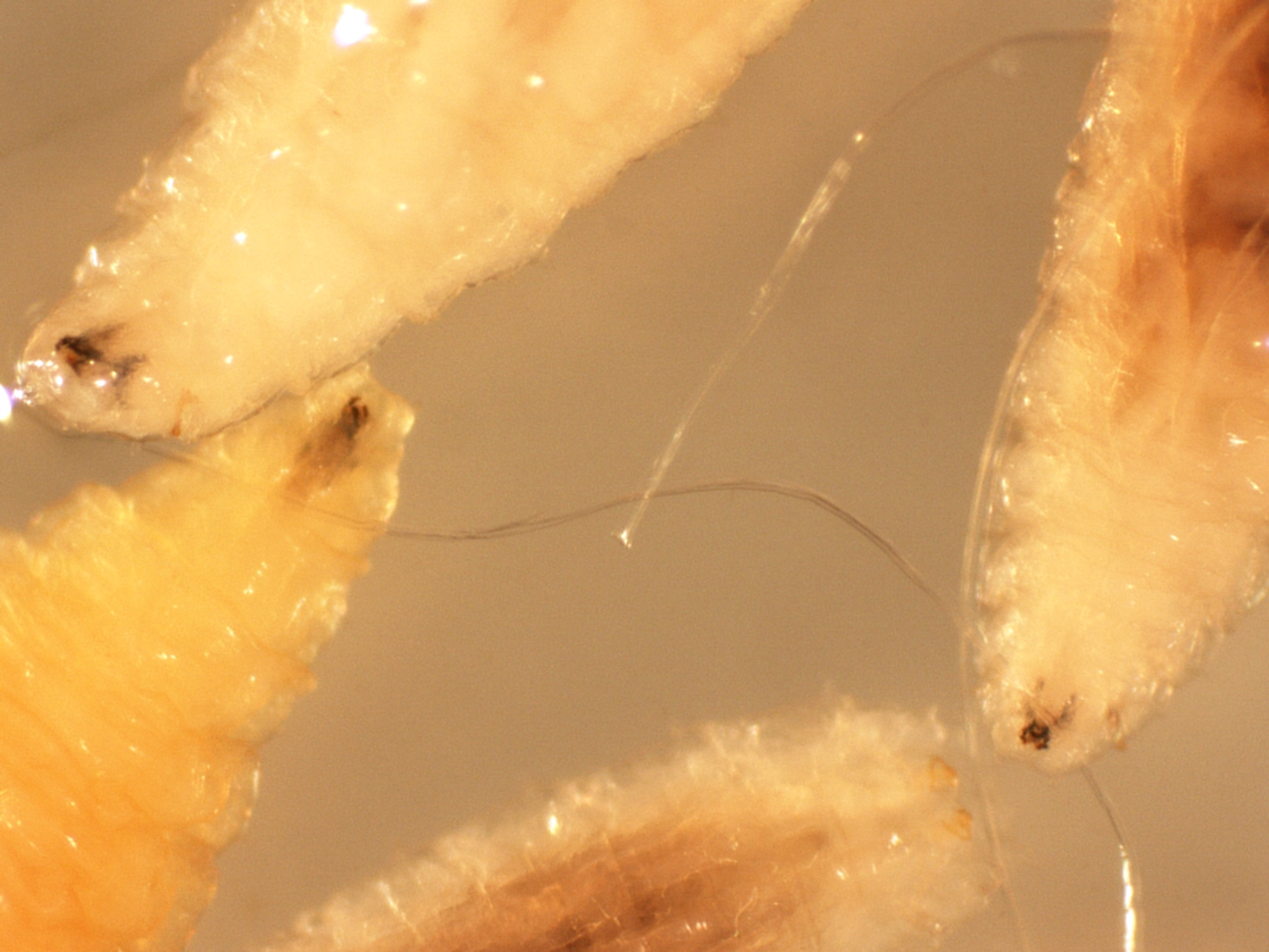 Creepy Dreadful Wonderful Parasites: Case of the Week 398