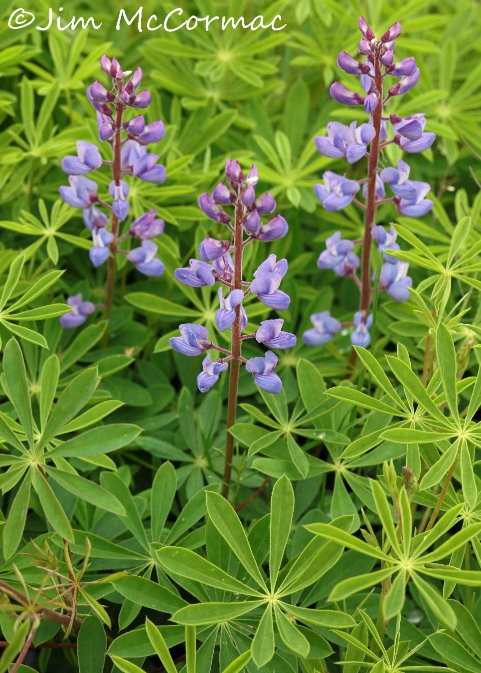 Ohio Birds and Biodiversity: Wild Lupines