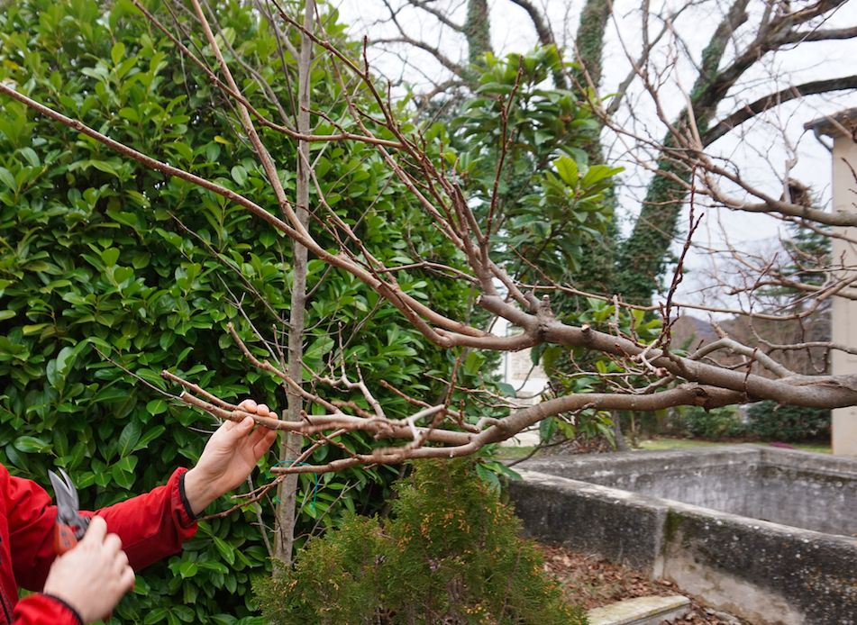 CAVET JARDINAGE: TAILLE D'UN MURIER PLATANE
