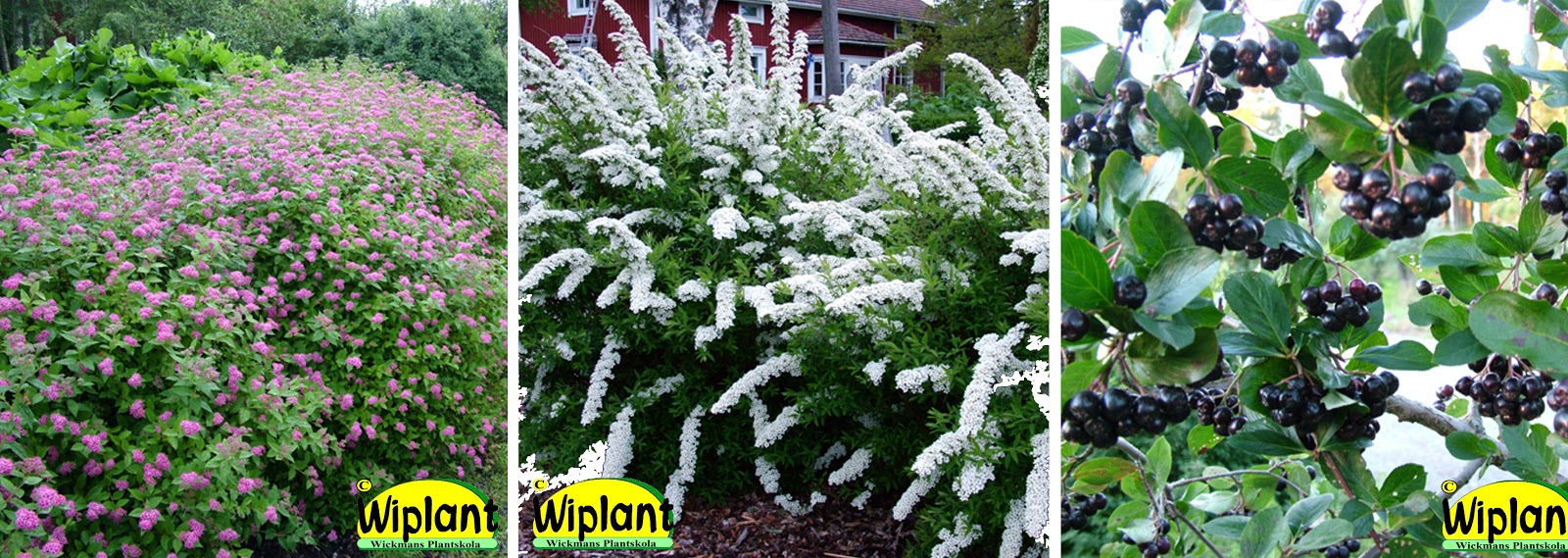 Sol och grönt: Vårens trädgårdsdagar