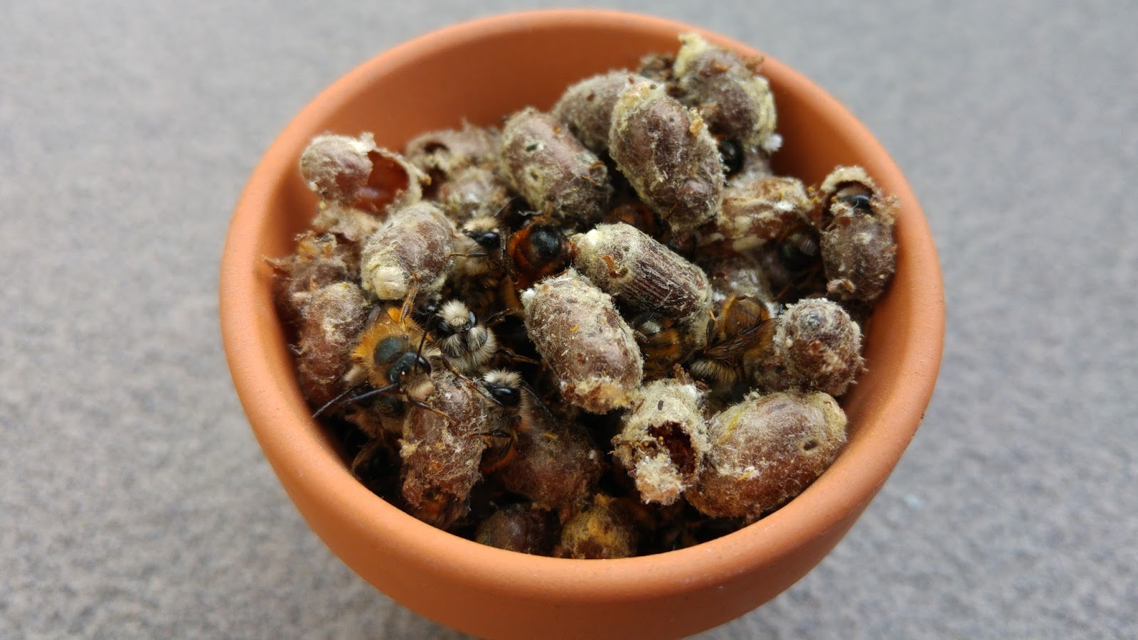 OAZA ZIELENI: Owady zapylające - murarka ogrodowa