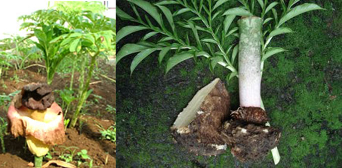 Umbi Umbian ~ umpungeng ecovillage