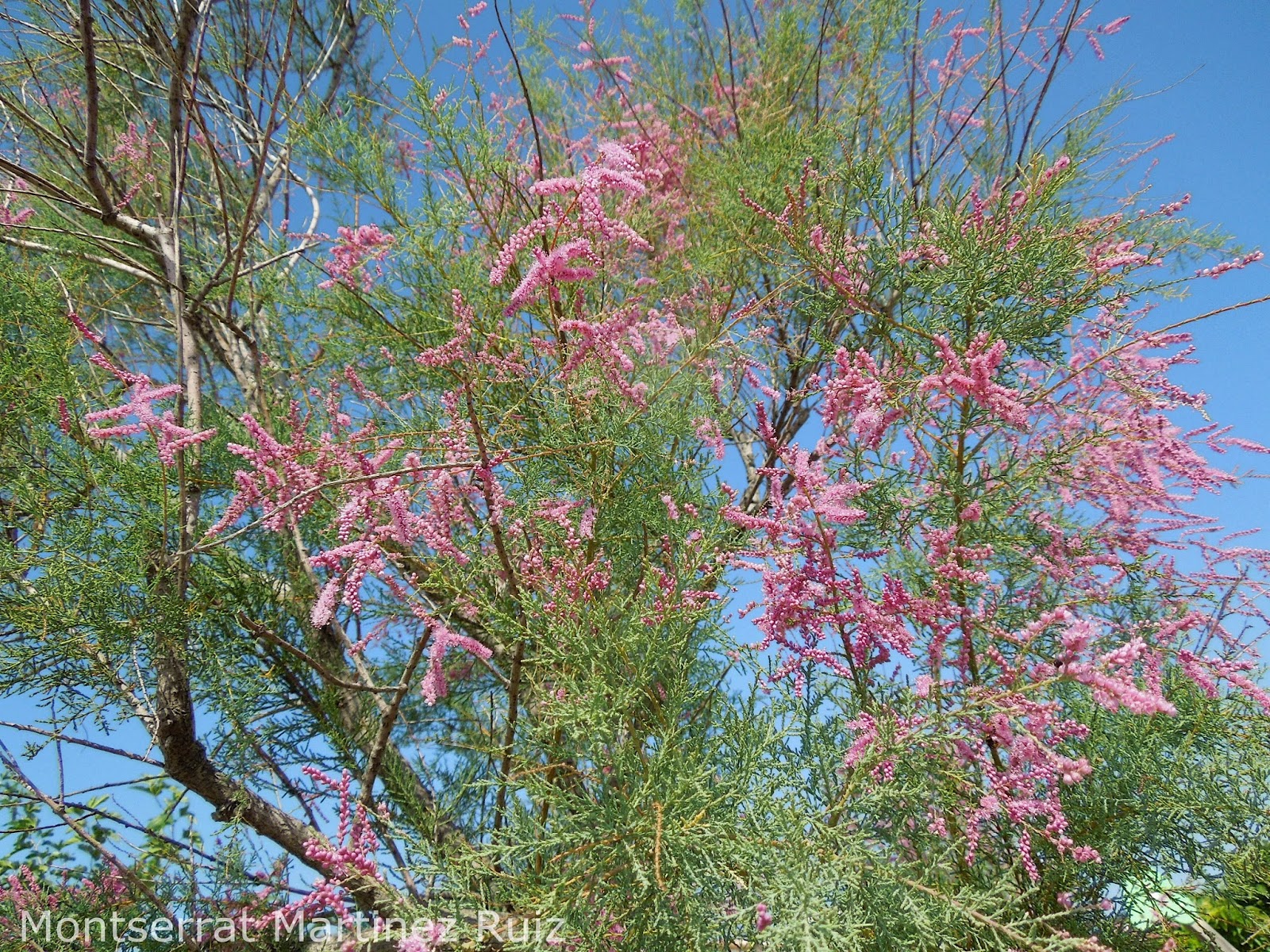TARAY o TAMARIZ - BOTÀNIC SERRAT