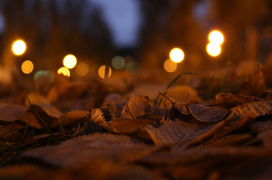 Autumn Vanilla Picture: Autumn Trees At Dusk