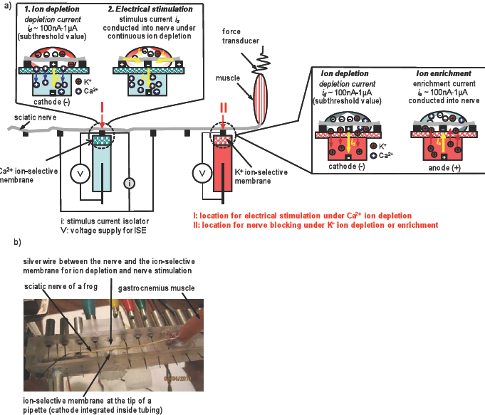 Neural implants with improved efficiency | NextBigFuture.com