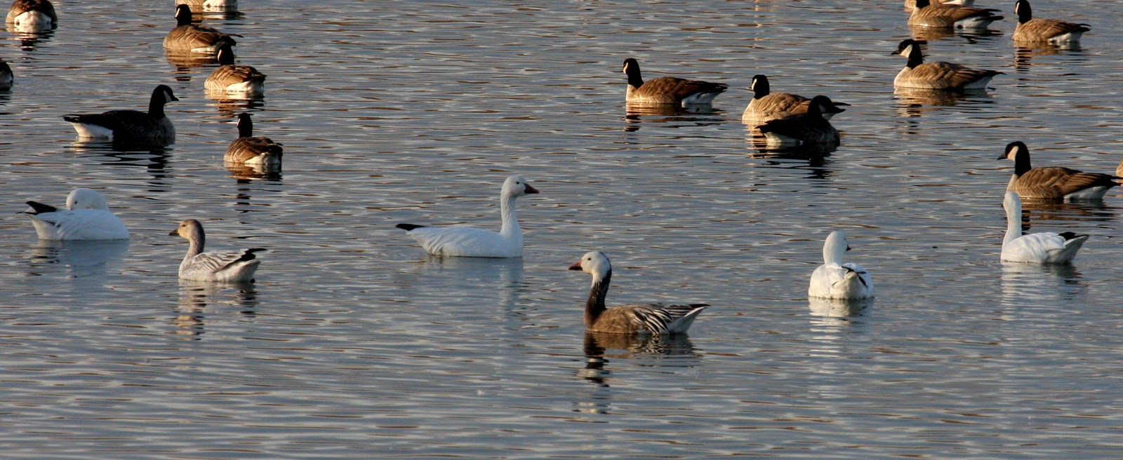 Tuckertown: The Dark Phase Blue Goose-Blue Gray-White Head Snow Goose ...