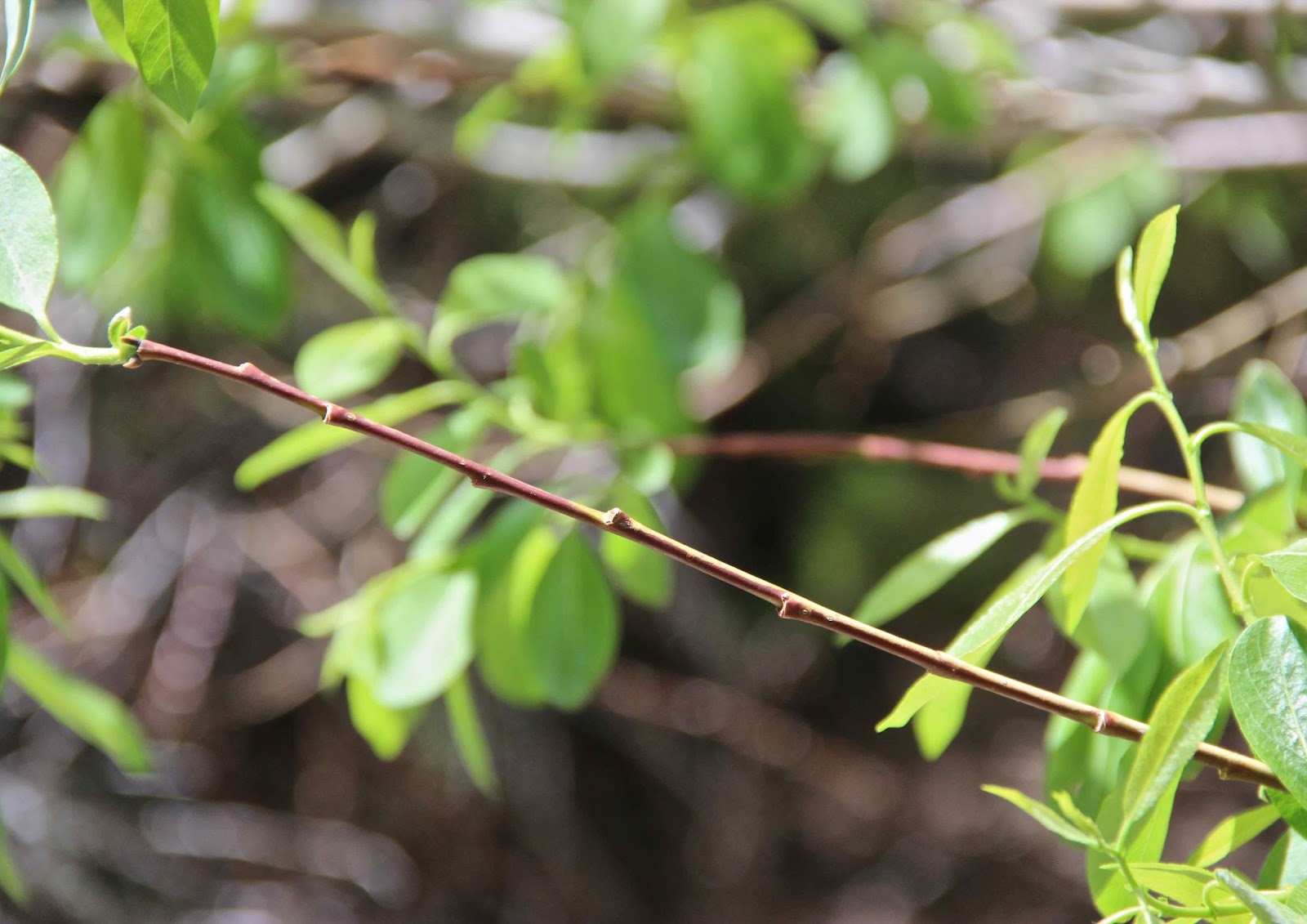 In the Company of Plants and Rocks: Willow Identification – not for the ...