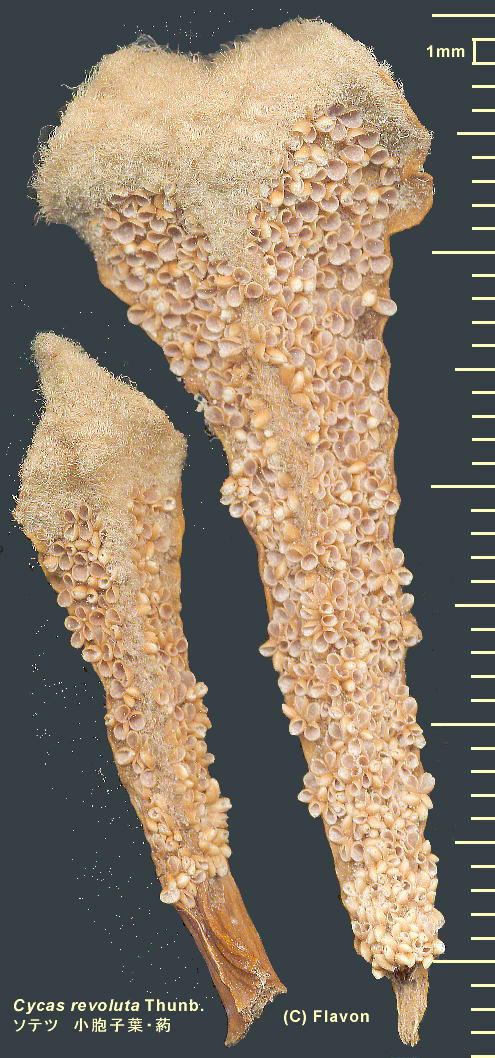 Botany Students: December 2015