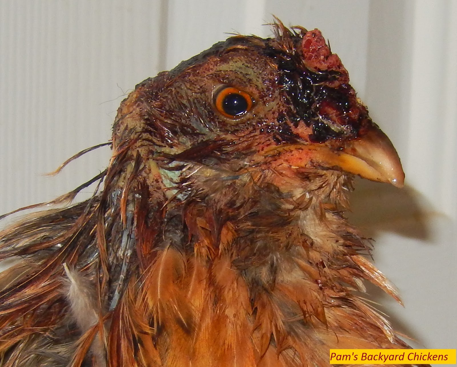 How To Care For A Pecked Chicken | Chicken Care