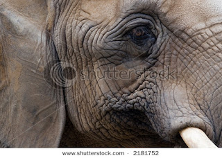 Encyclopedia: Elephant Face