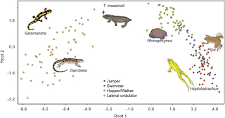 Species New to Science: [Paleontology • 2016] Walk Before You Jump: New ...