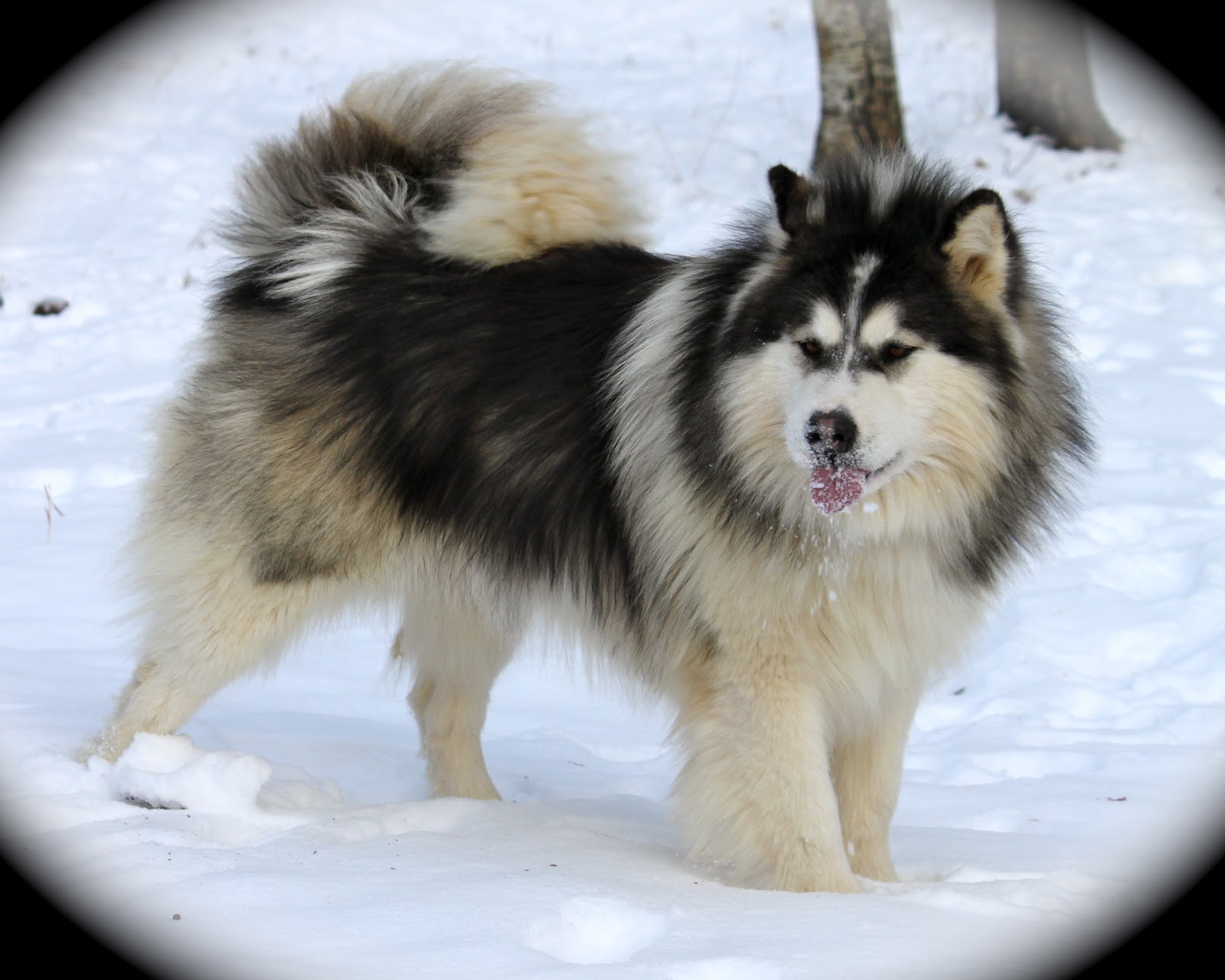El Pueblo Peludo: Alaskan Malamute