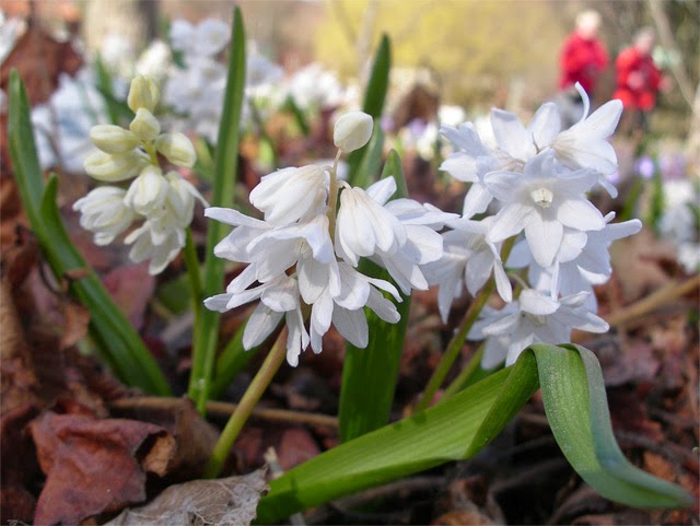 ARTE Y JARDINERÍA : PLANTAS BULBOSAS PARA JARDINES DE ROCALLA