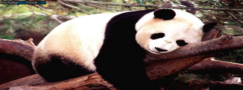 Imagen de pandas para FaceBook - Imagui