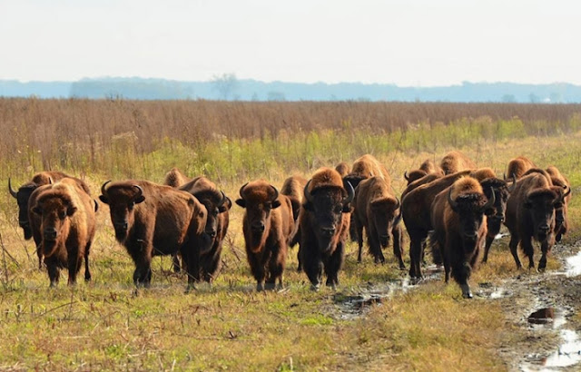 White Wolf : Bison Are Running Free In Indiana For The First Time in ...