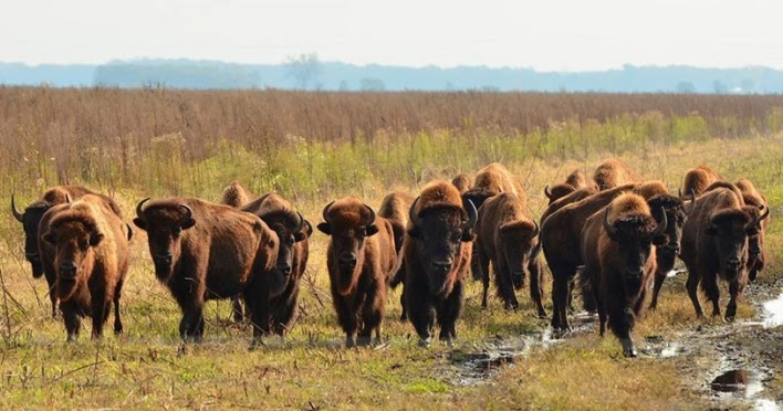 White Wolf : Bison Are Running Free In Indiana For The First Time in ...