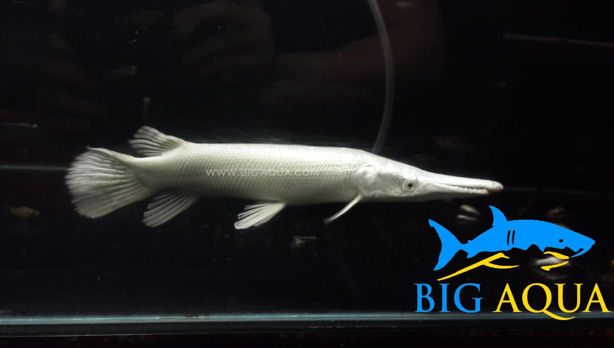 Semi Shortbody Platinum Alligator Gar ~ Big Aqua