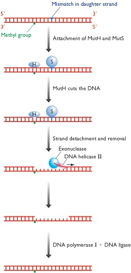 Glossomics: DNA mismatch repair