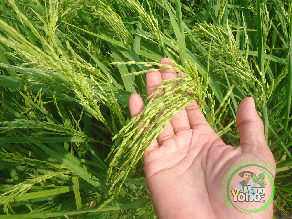 Bersama Keluarga Melihat Padi NAZWA 58 HST di Sawah Rawa Sudah Matang Susu