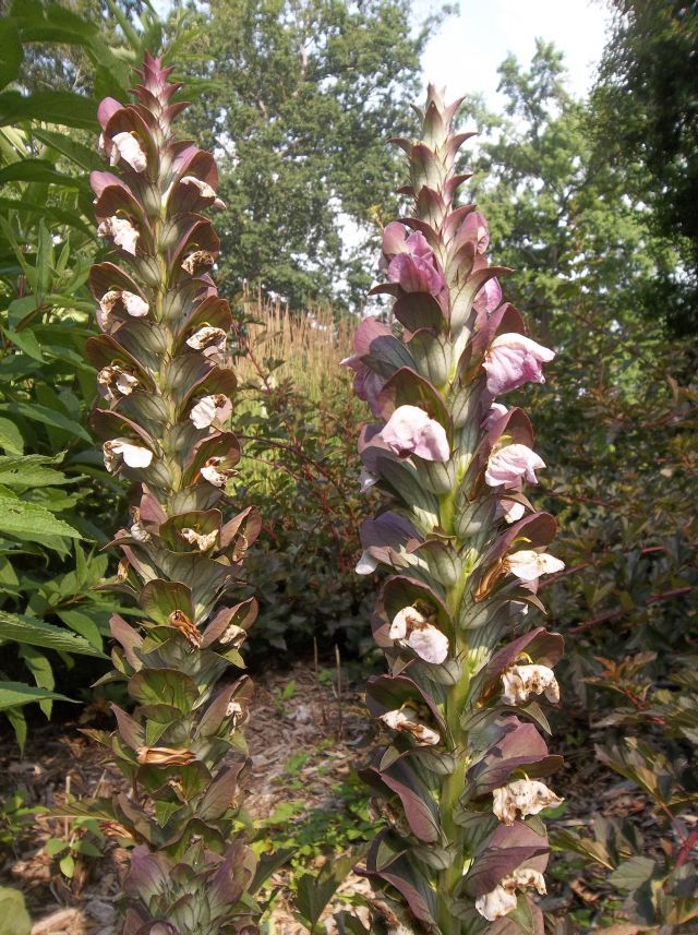 Future Plants by Randy Stewart: Acanthus