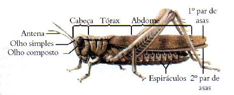 Biolândia: ARTRÓPODES