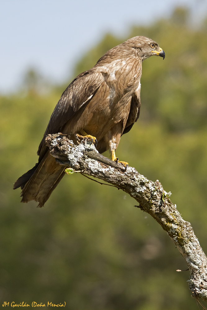 Fotografía de Naturaleza - JM Gavilán: Milano negro (Milvus migrans)